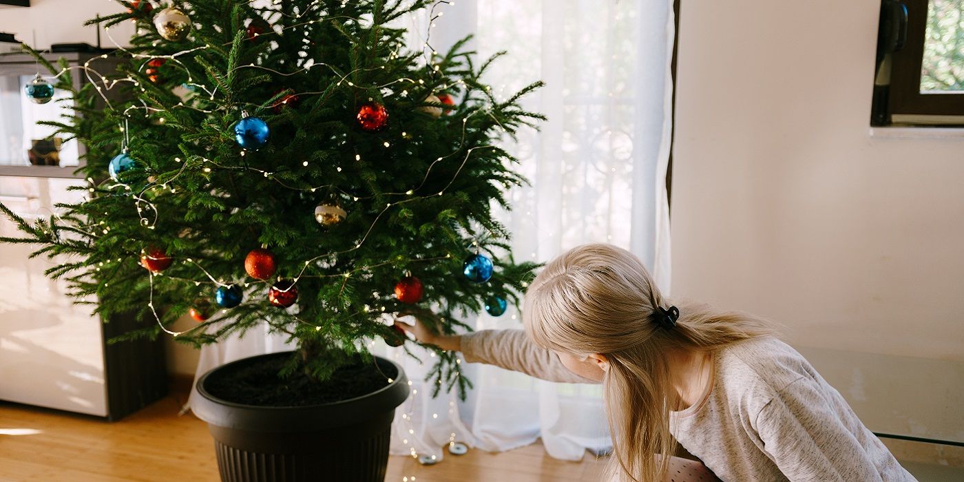 Comparing Potted Christmas Trees vs Cut Trees