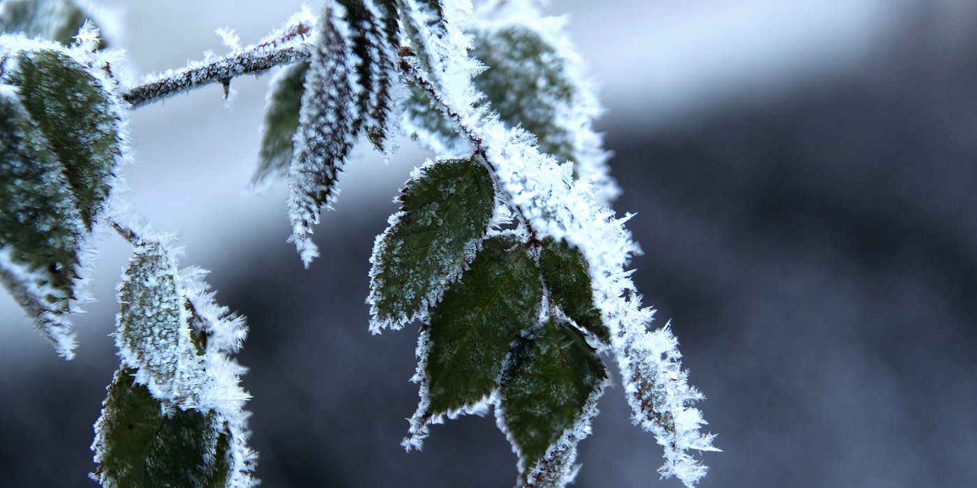 Don’t Underestimate Frost: Winter’s Stealthy Attack on Plants
