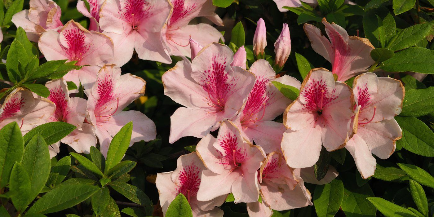 Learn Which 5 Endagered Flowers are State Symbols