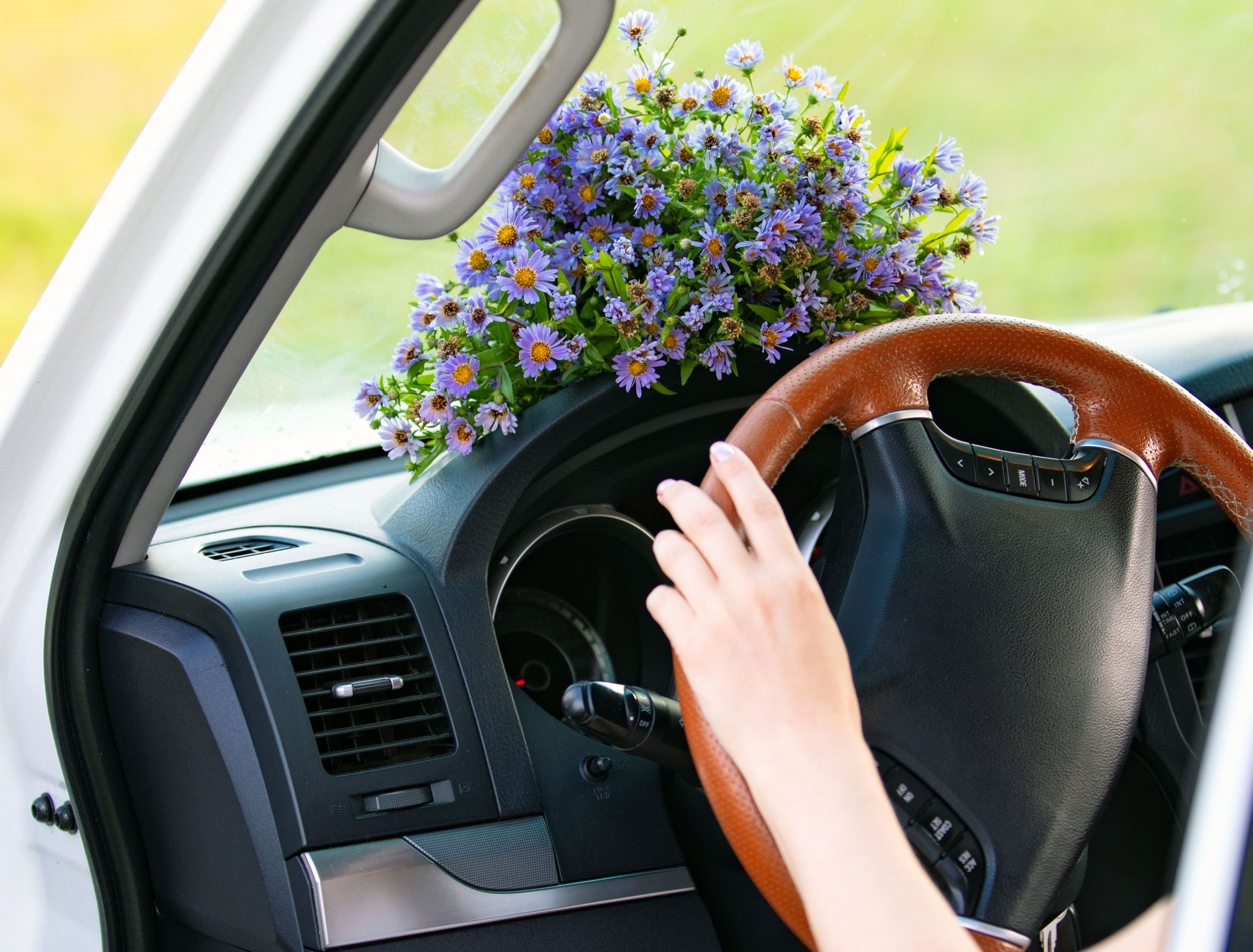 Add Small Plants to Your Car for a Greener Commute