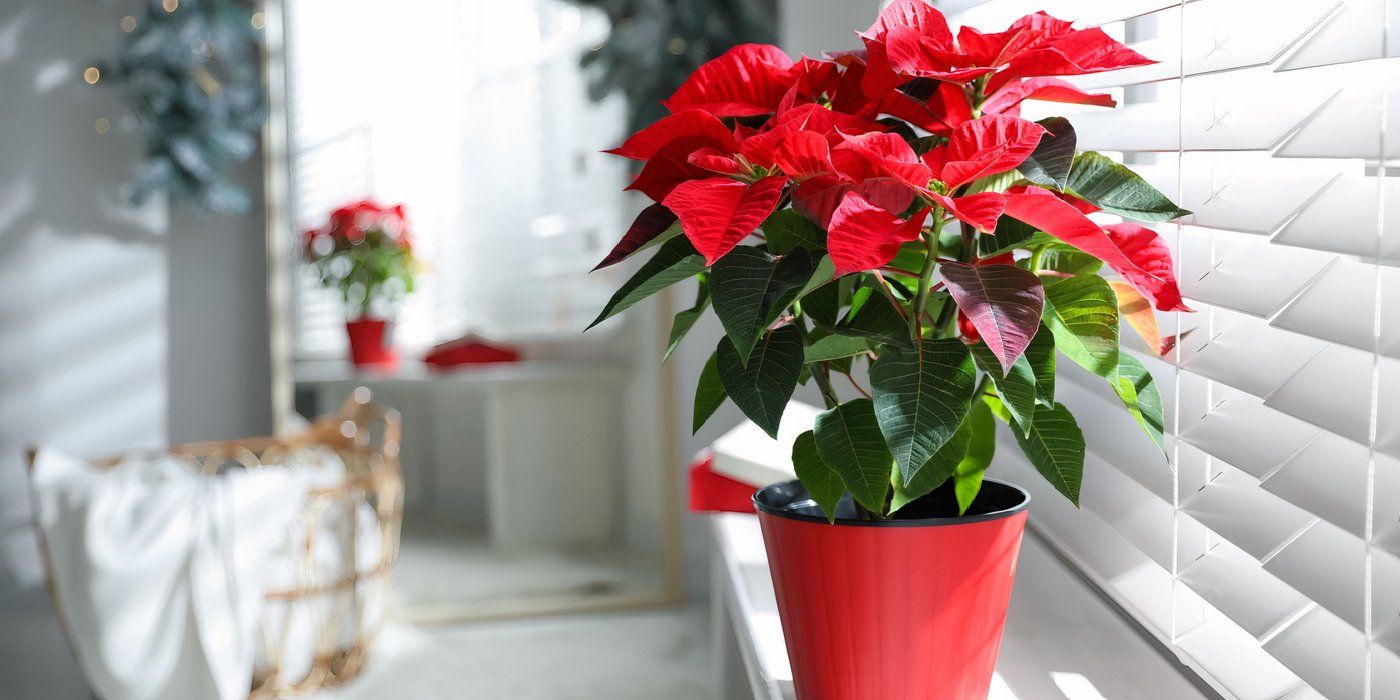 5 of the Best Houseplants For Holiday Decor