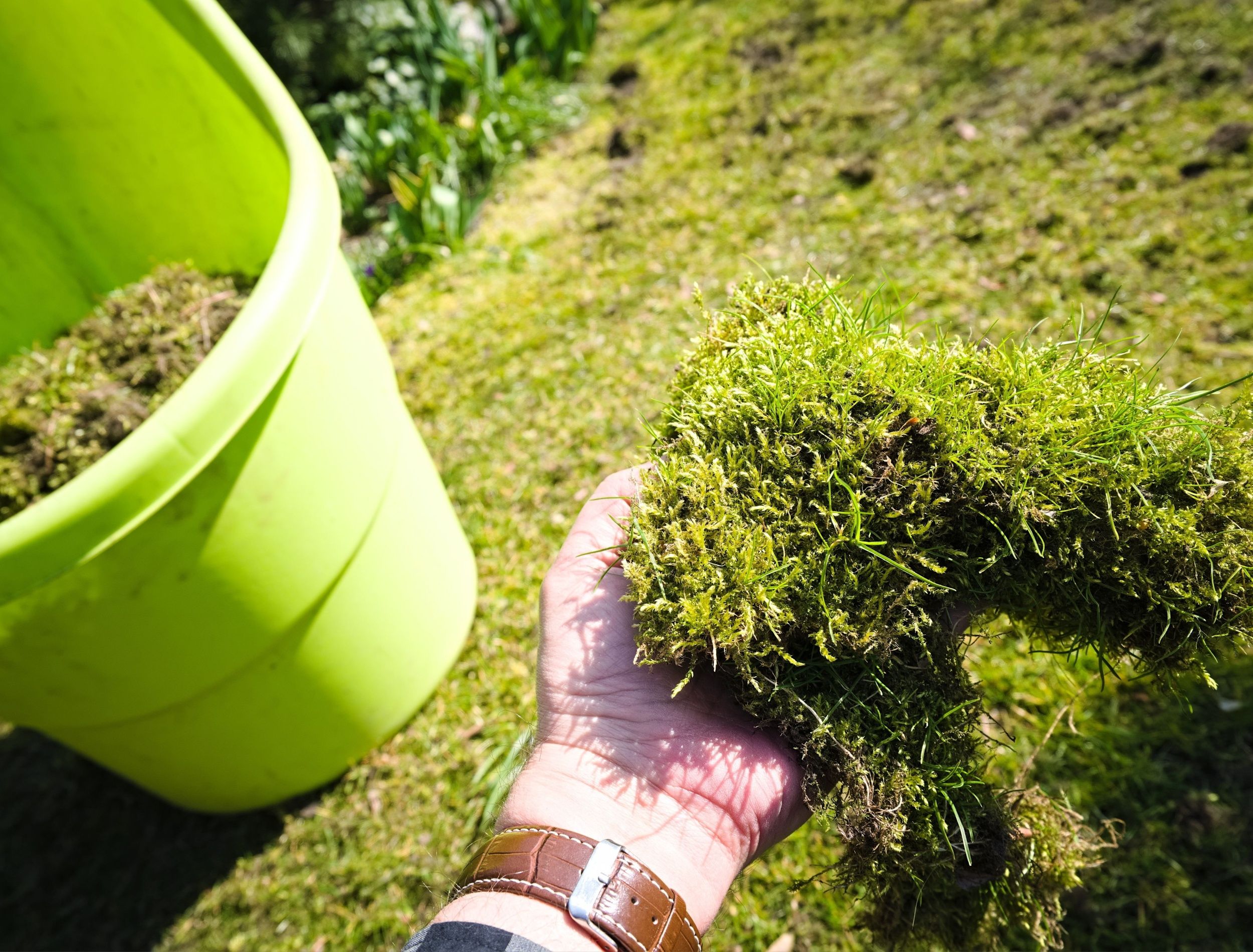 Best Yacon Recipes to Try this Season