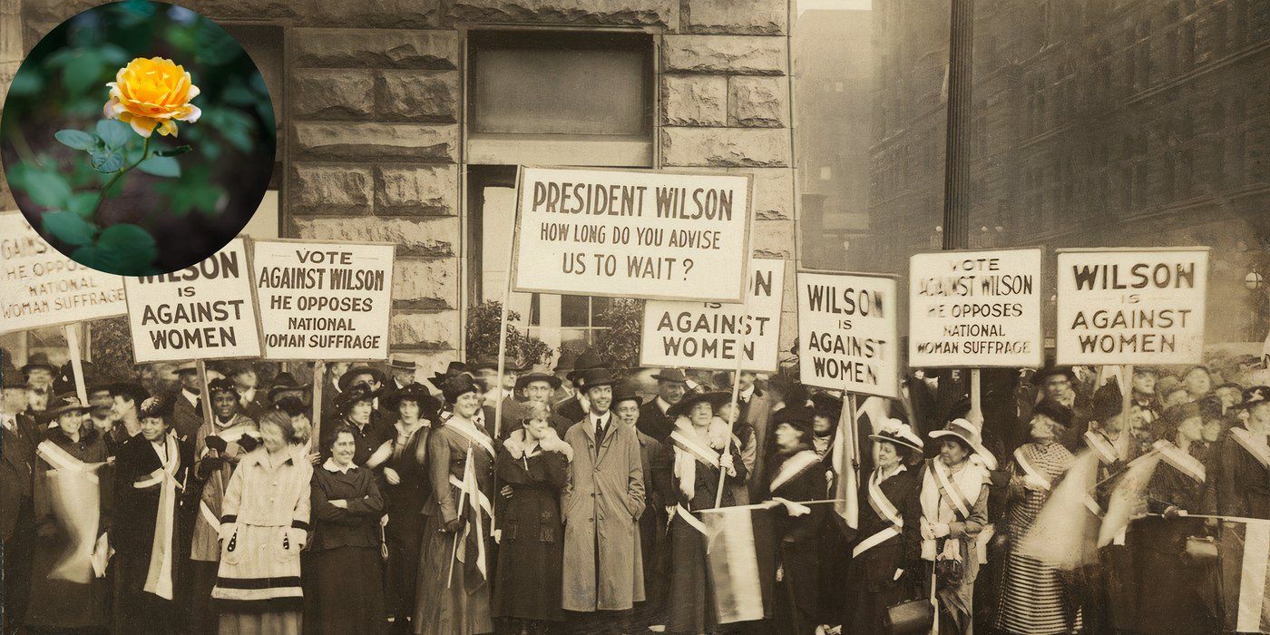 Flower Meanings and How They Impacted Politics