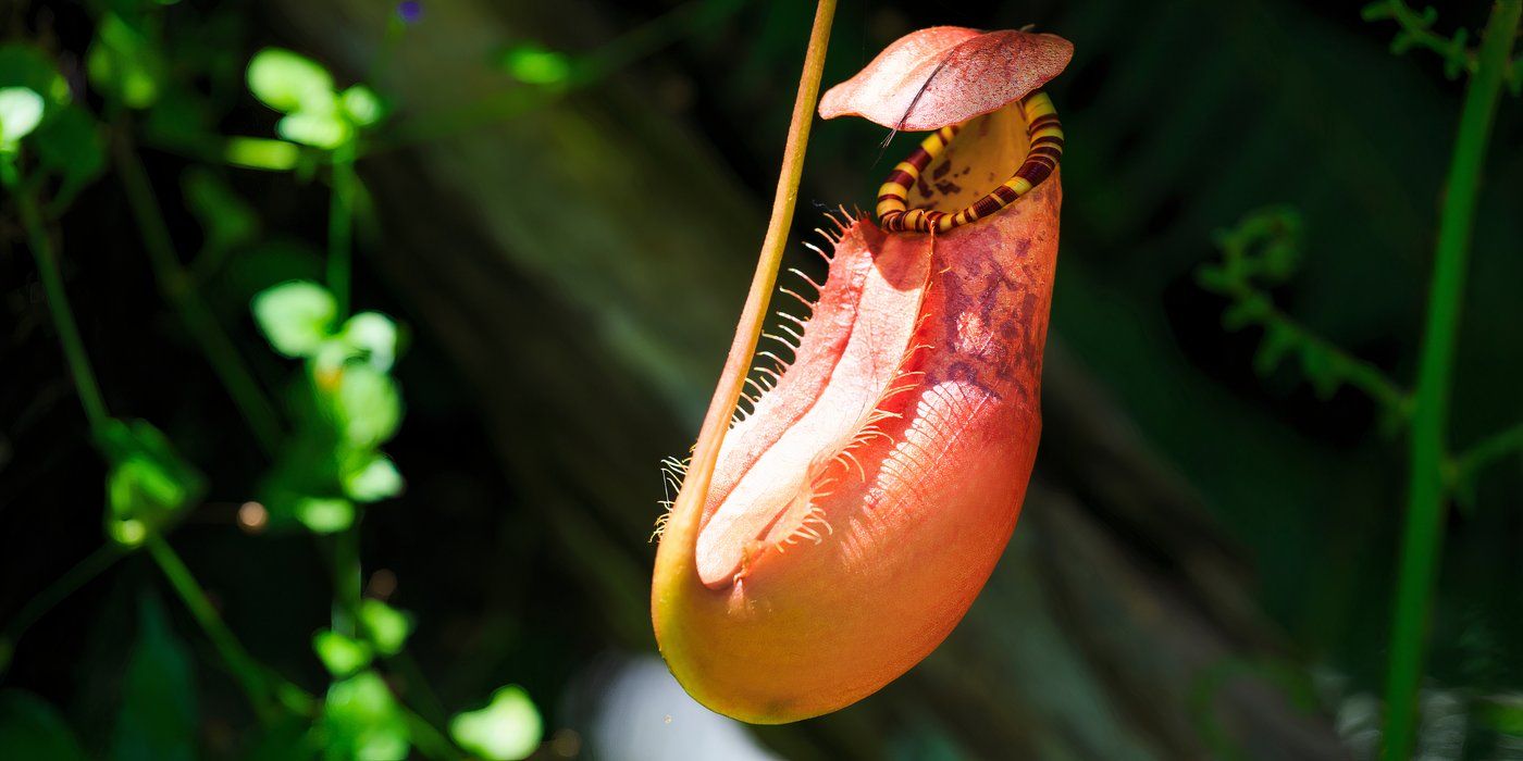 Insect Eating Plants: See the Newly Discovered Pitcher Plant