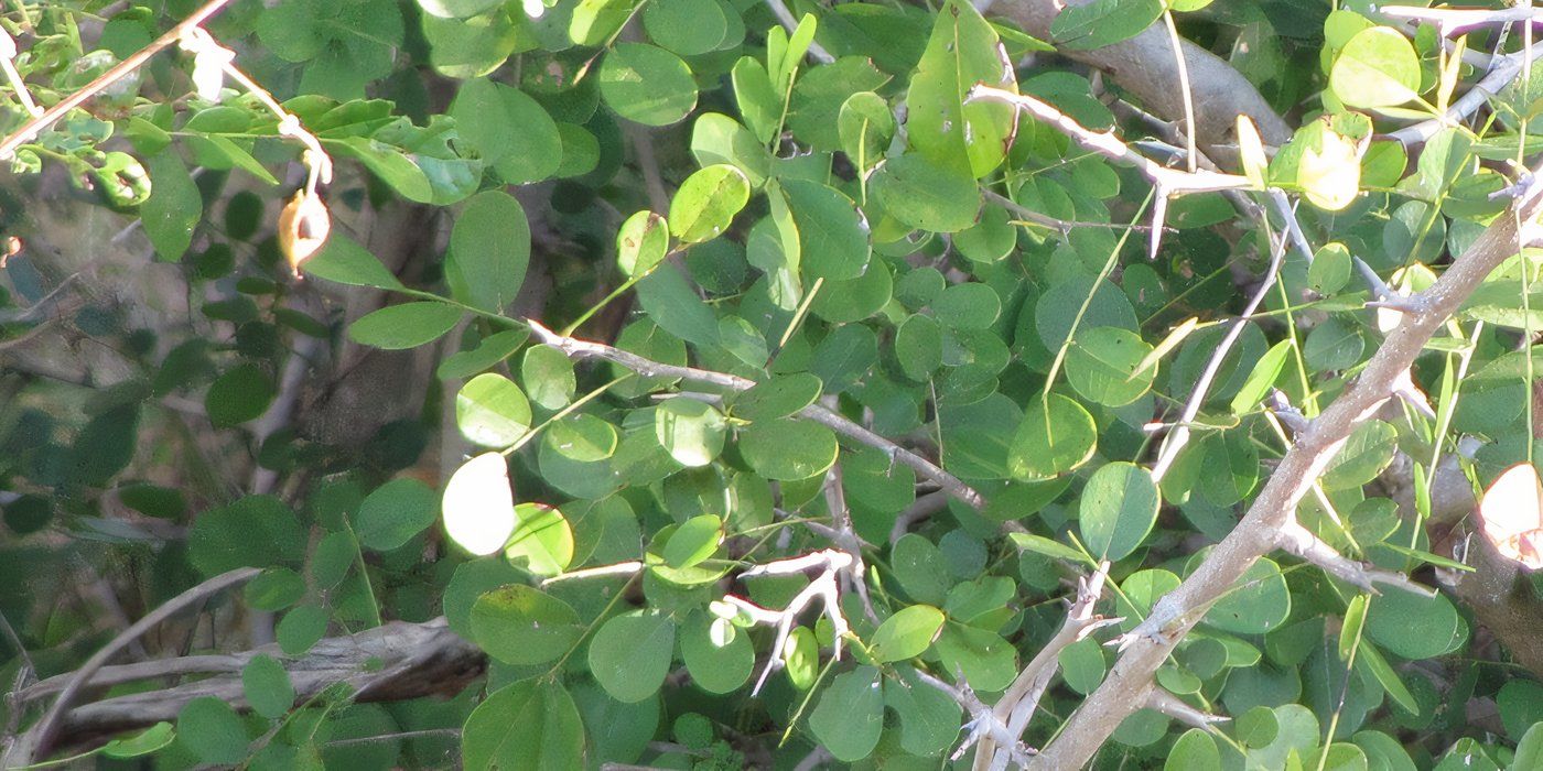 Expensive Trees: 5 of the Most Valuable Tree Species in the World