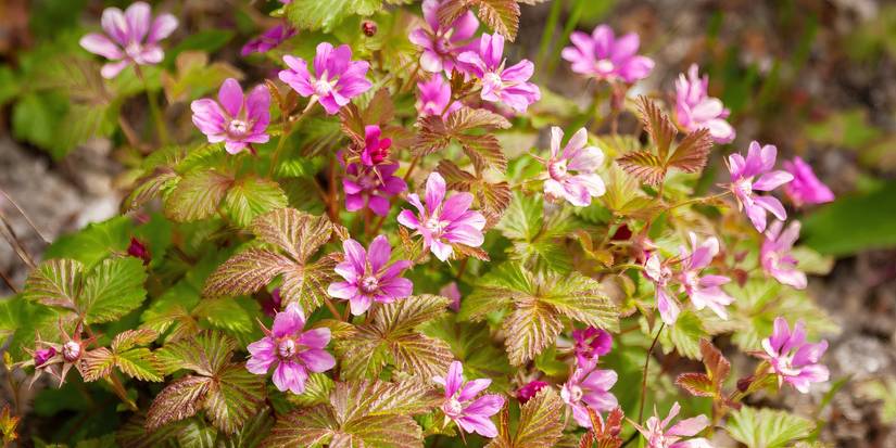Arctic Plants: 5 Tough Plants That Call the North Pole Home