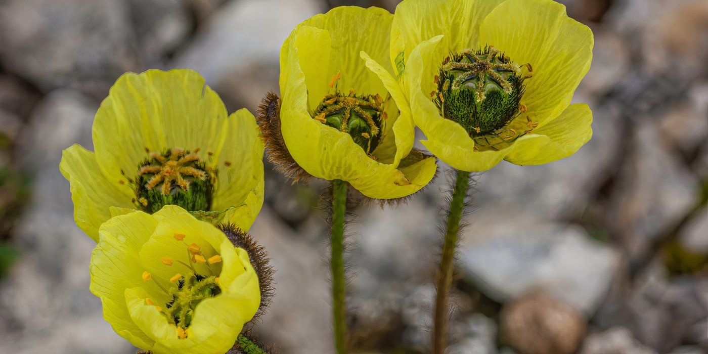 Arctic Plants: 5 Tough Plants That Call the North Pole Home