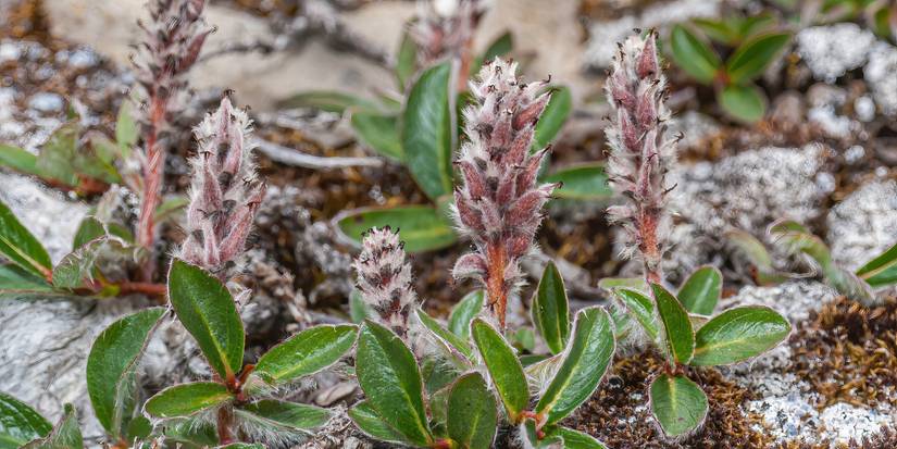 Arctic Plants: 5 Tough Plants That Call the North Pole Home