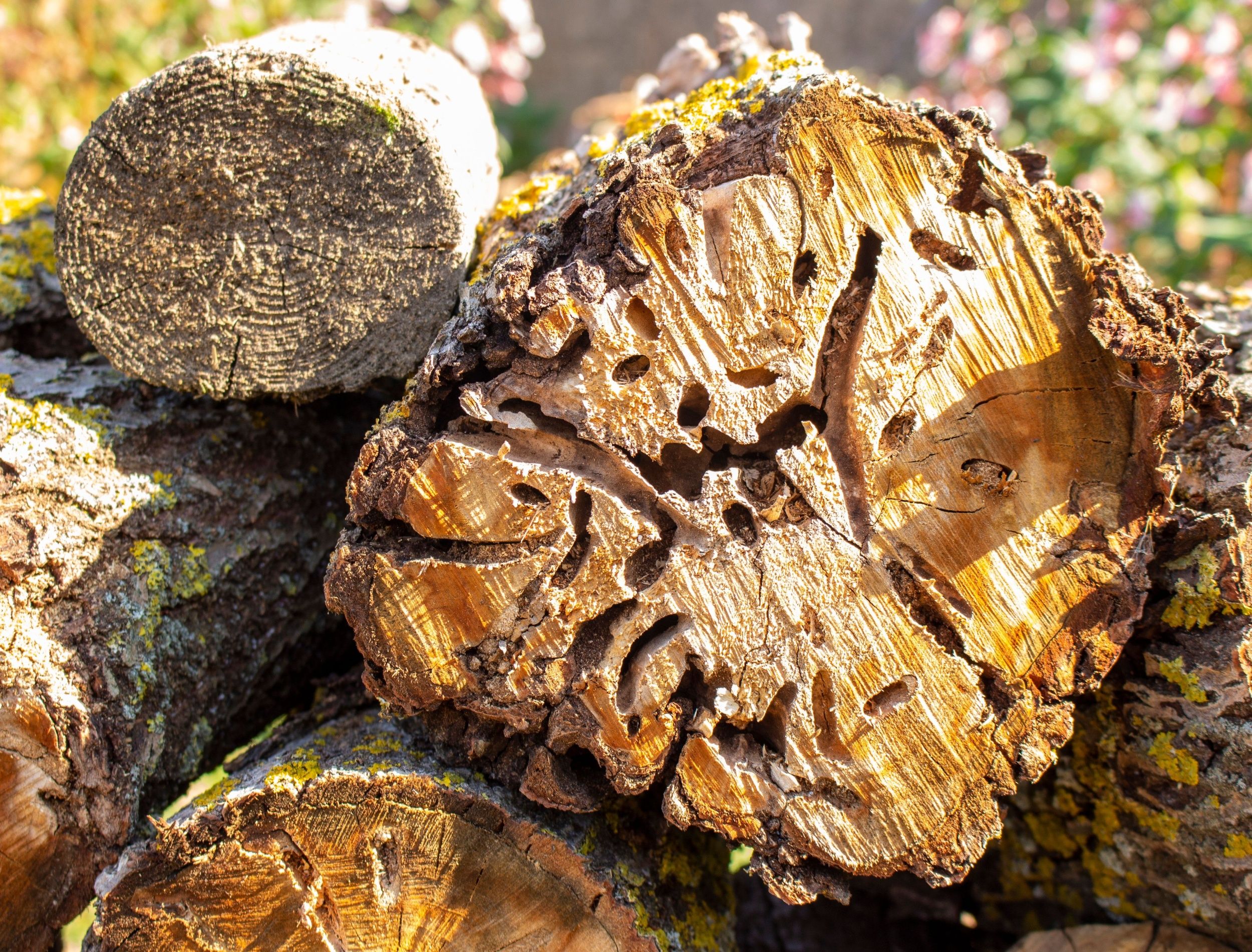 5 Household Bugs That Hide in Your Firewood or Christmas Trees