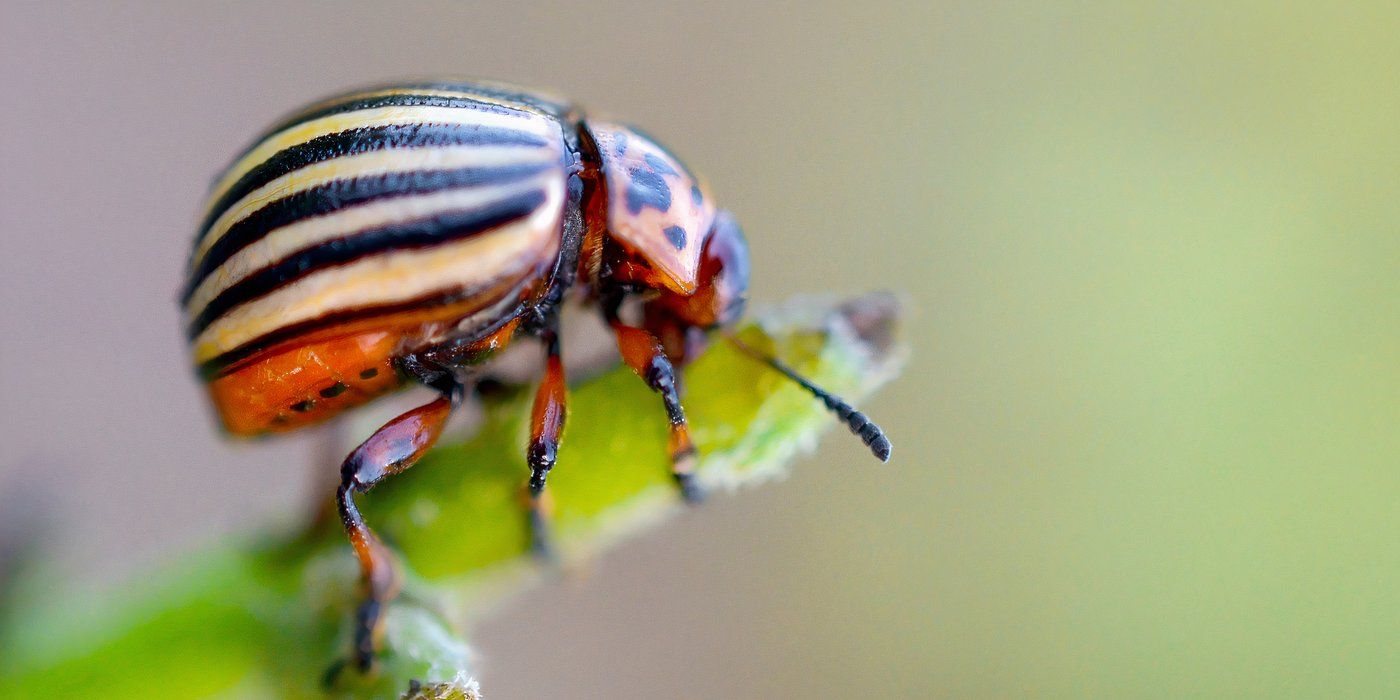 5 Garden Pests That Survive Freezing Temperature Exposure