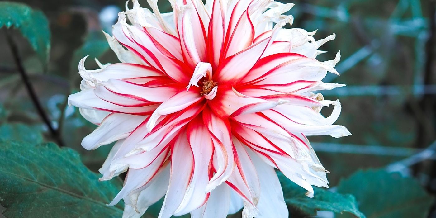 5 Beautiful Flowers Named After Santa Claus