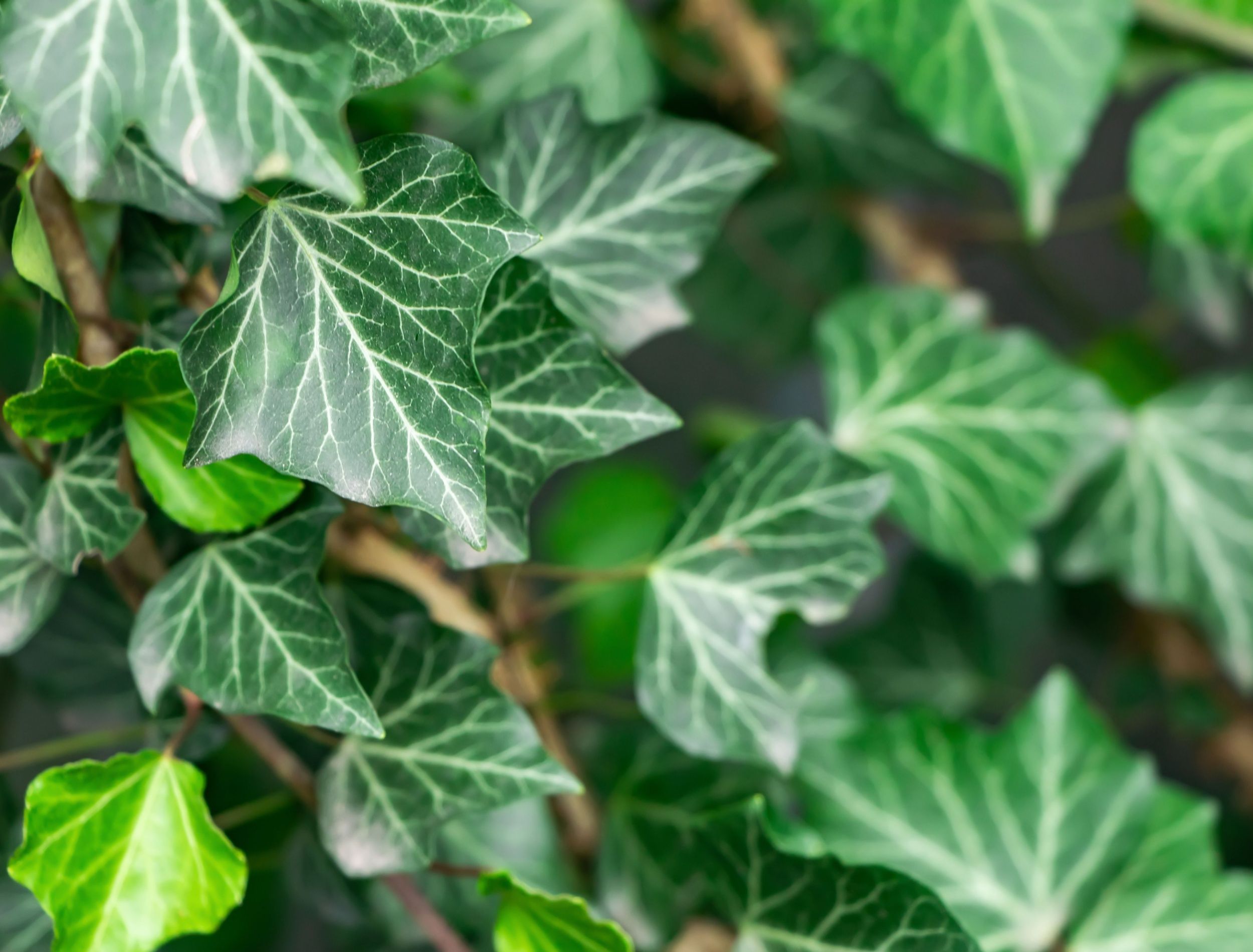 Is Cottonwood Good Firewood? A Guide to Burning Cottonwood