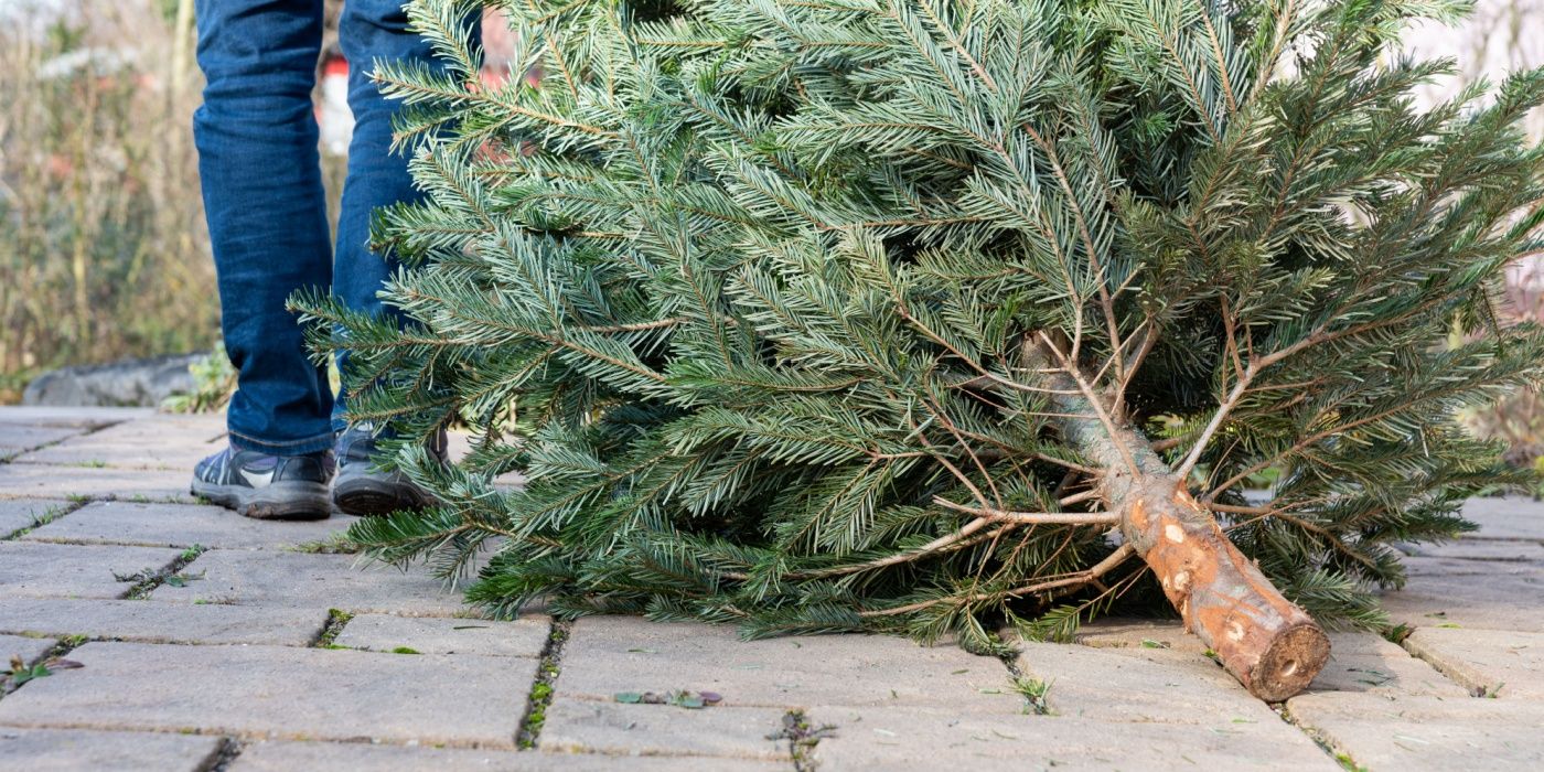 Comparing Potted Christmas Trees vs Cut Trees