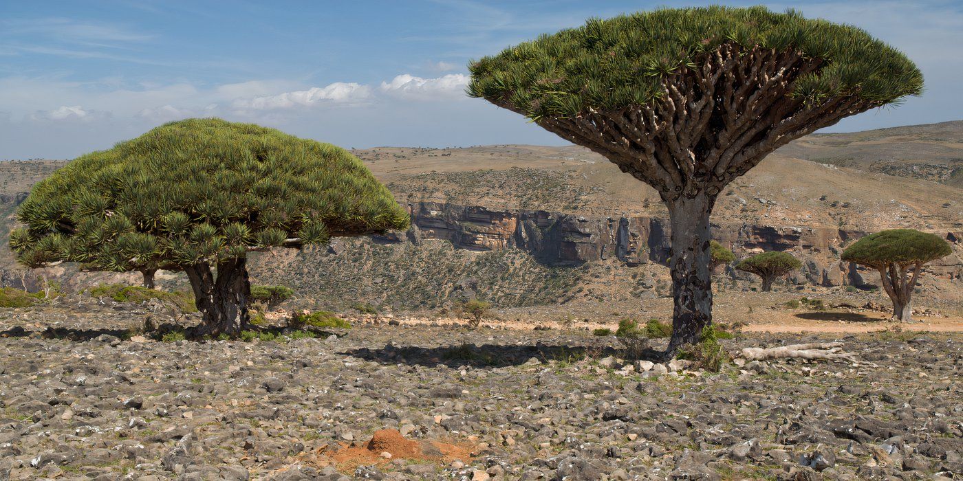 Expensive Trees: 5 of the Most Valuable Tree Species in the World