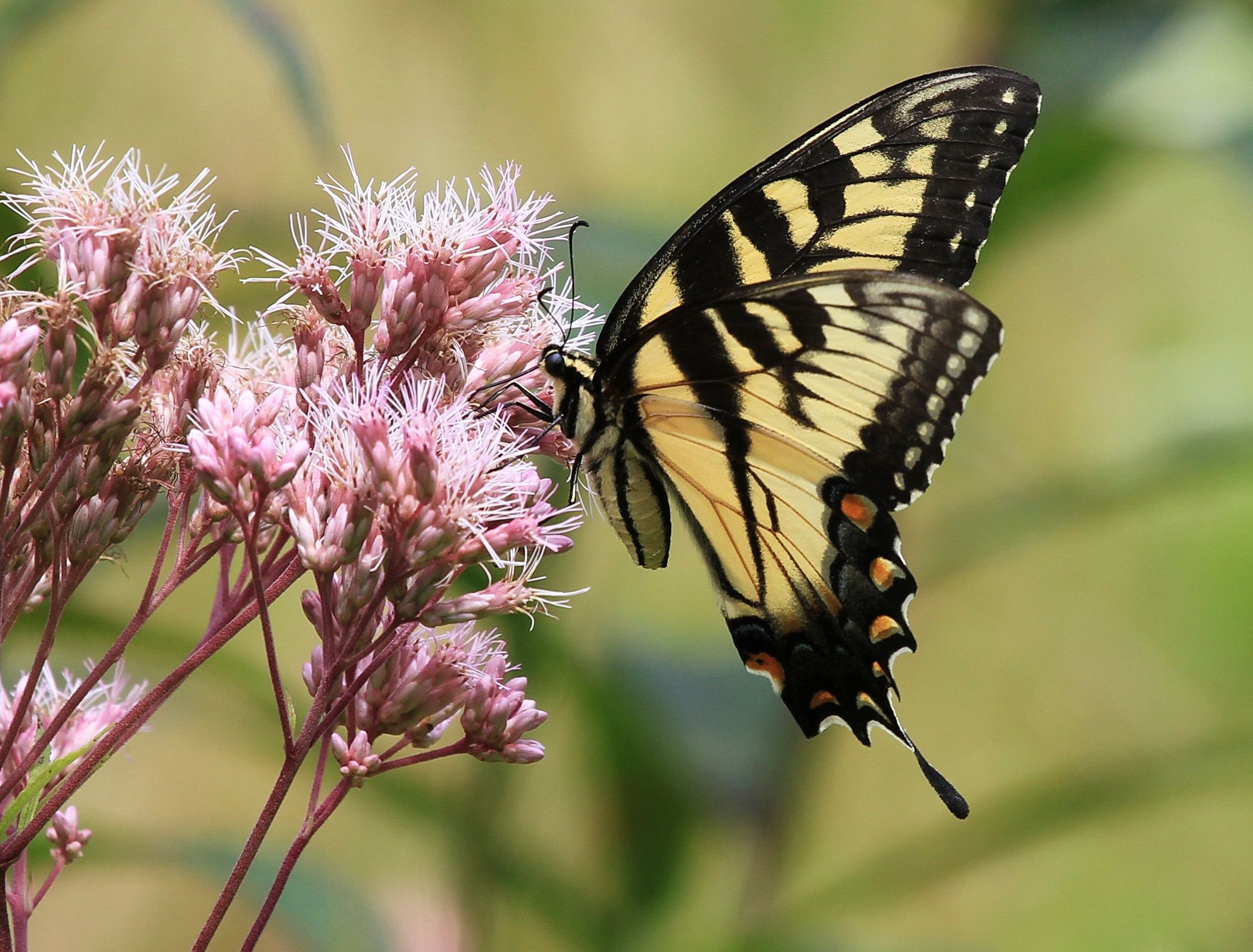 Rare Butterflies Love These 5 Garden Plants – Here’s Why!
