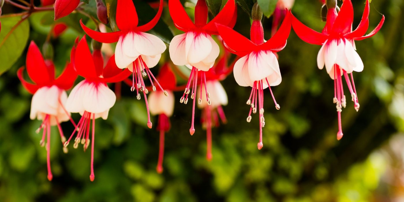 5 Beautiful Flowers Named After Santa Claus
