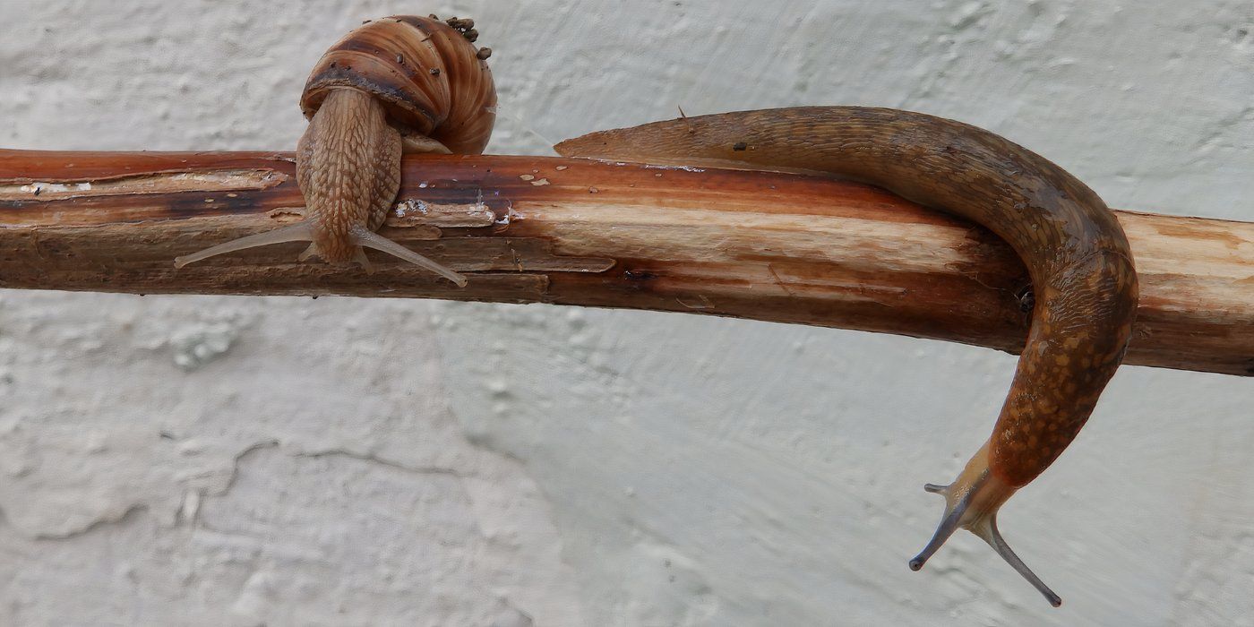 5 Garden Pests That Survive Freezing Temperature Exposure