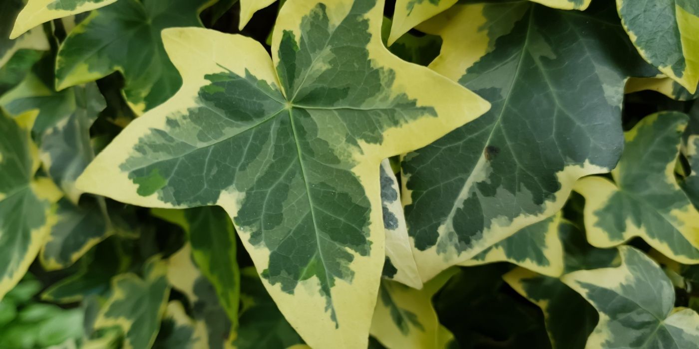 Ivy Wonders: A Guide to the Best Varieties for Your Garden