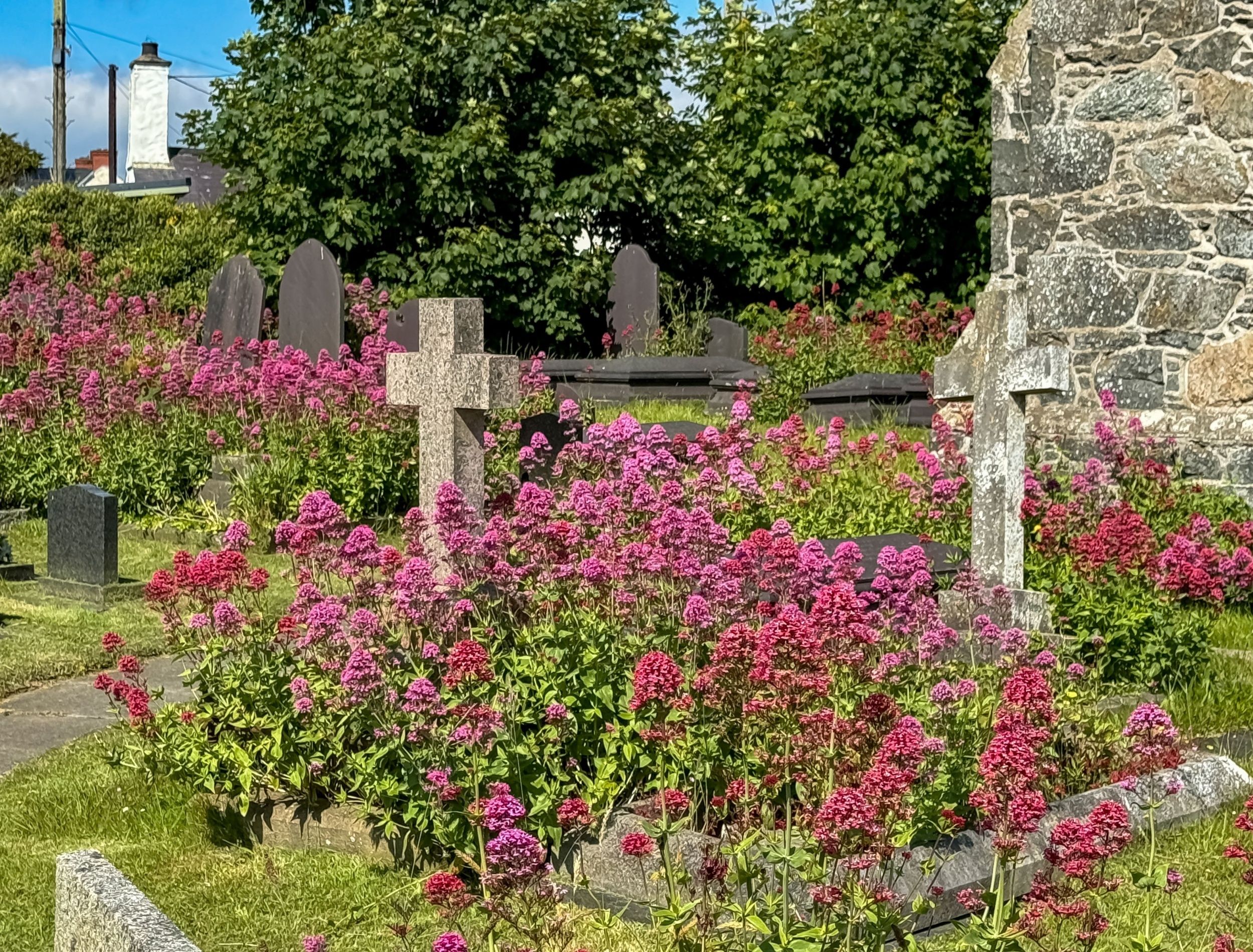 How to Germinate Seeds Using Cotton Balls