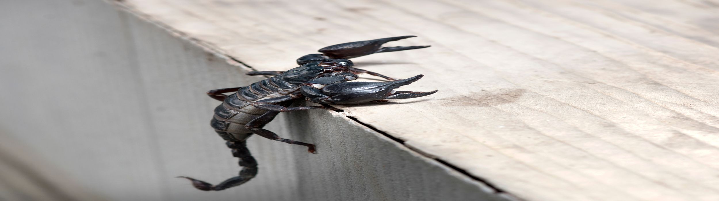 House Scorpions: Nature's Unlikely Pest Controllers