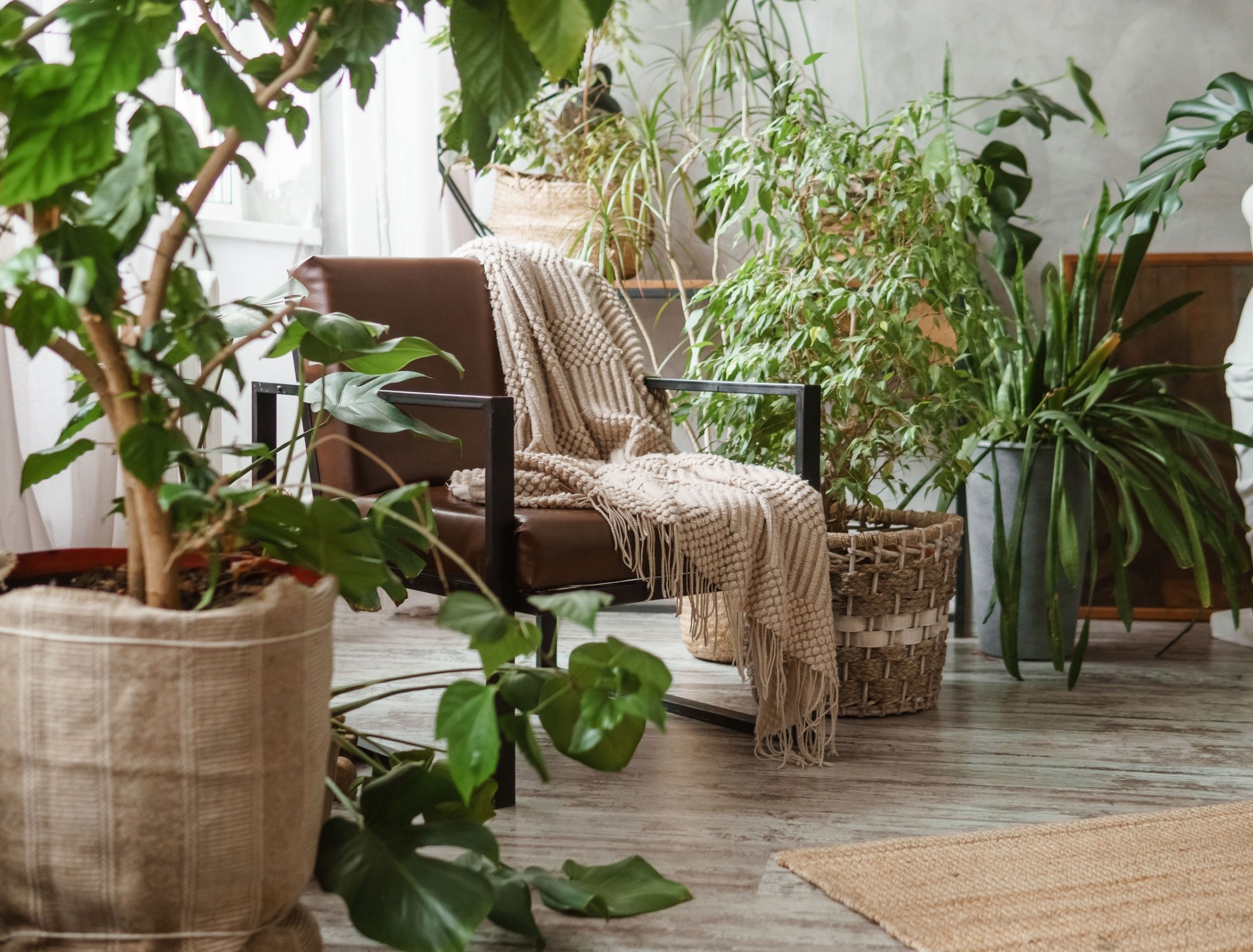 Transform Your Space Into a Budget-Friendly Indoor Jungle: 5 Easy Steps