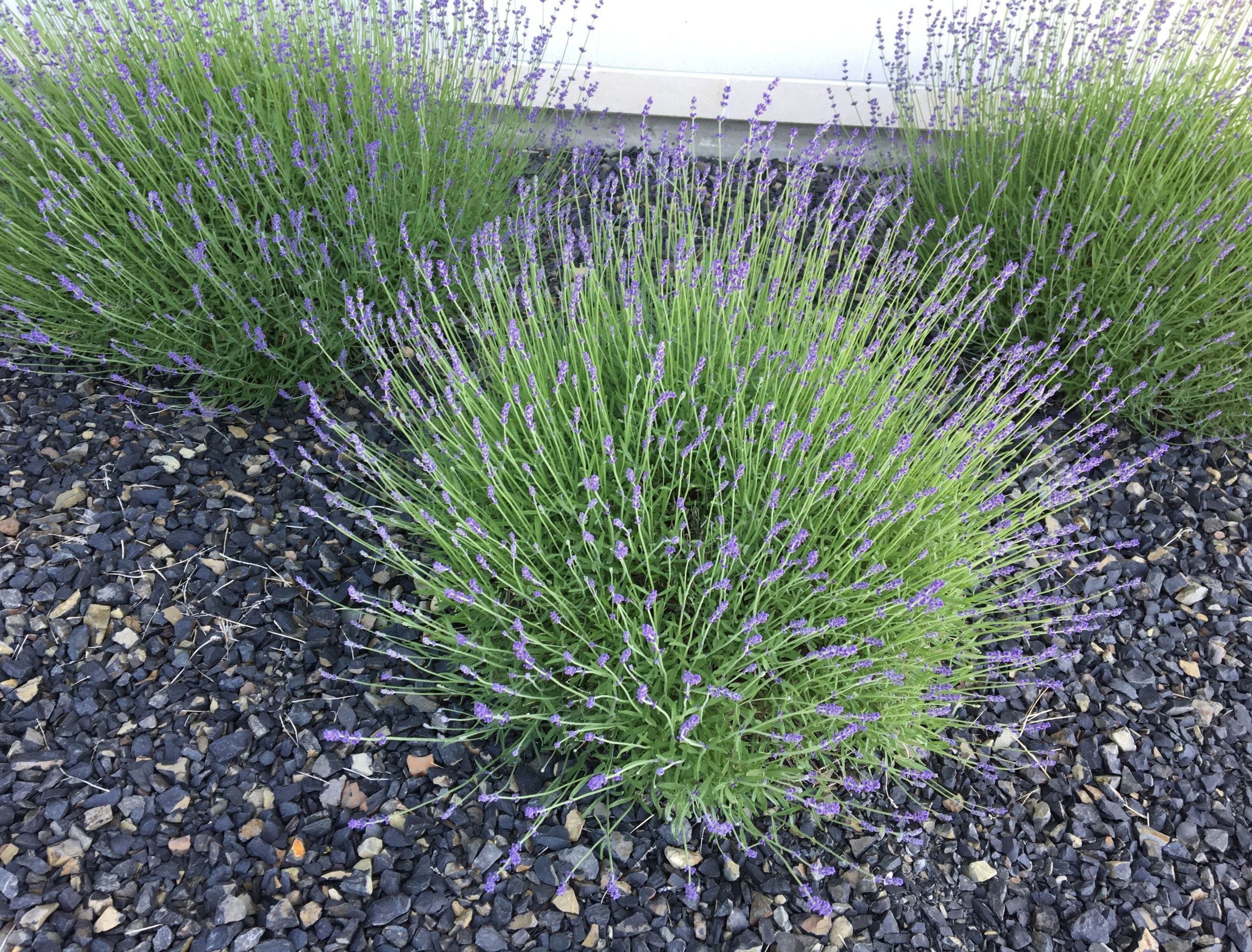 7 Stunning Plants to Create Eye-Catching Garden Focal Points