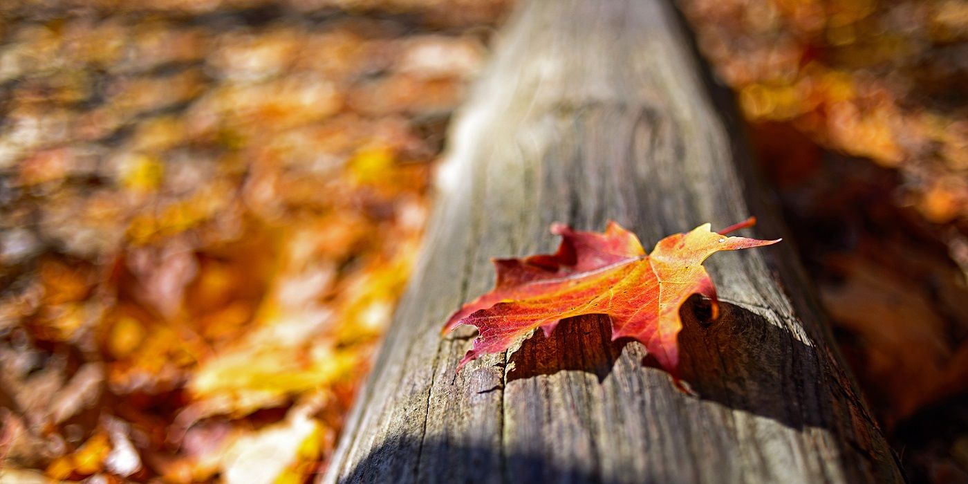 Are Maple Logs Any Good As Firewood?