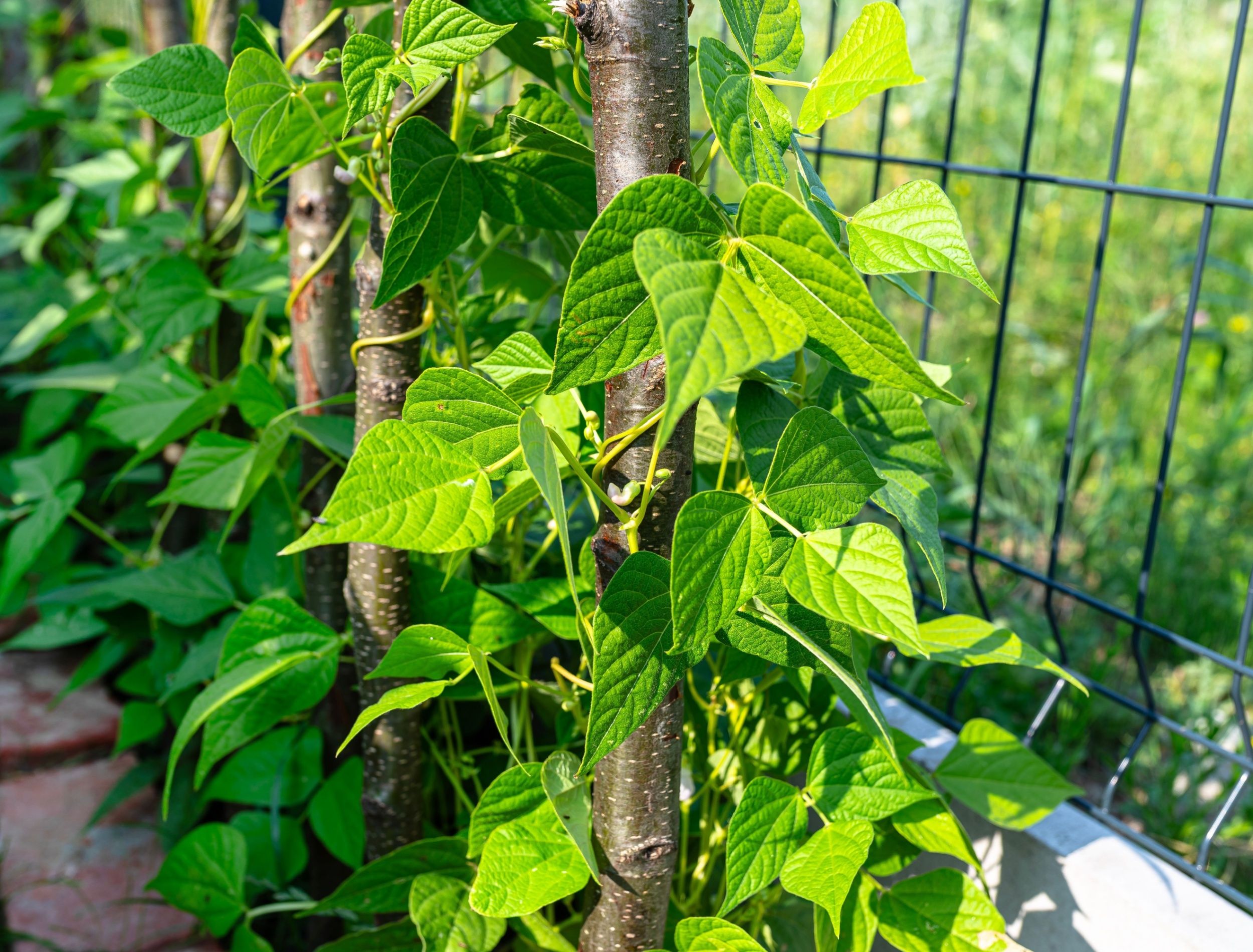 8 Beautiful Landscaping Ideas For Your Fence Line