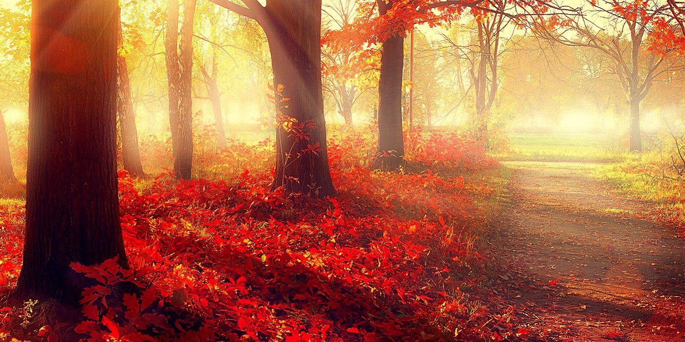 Are Maple Logs Any Good As Firewood?