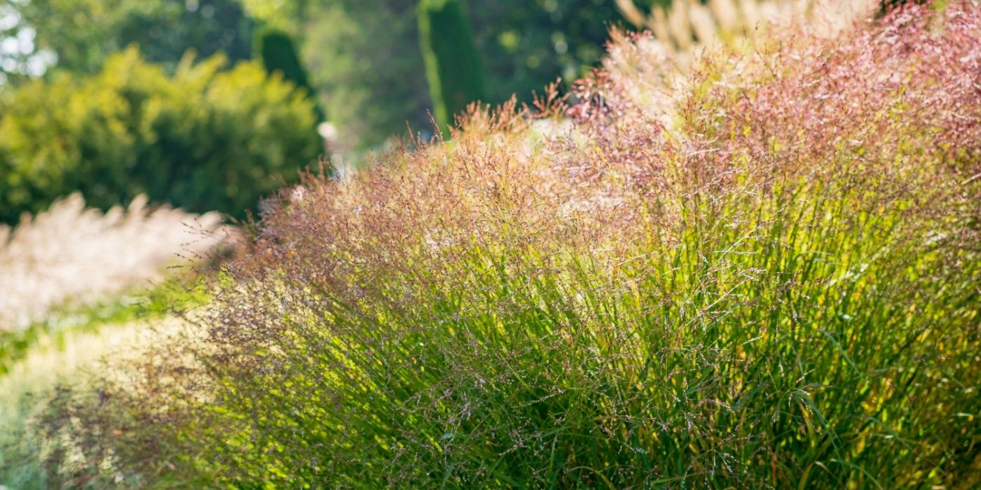 Tall Grasses That Bring Color and Charm to Cold Seasons