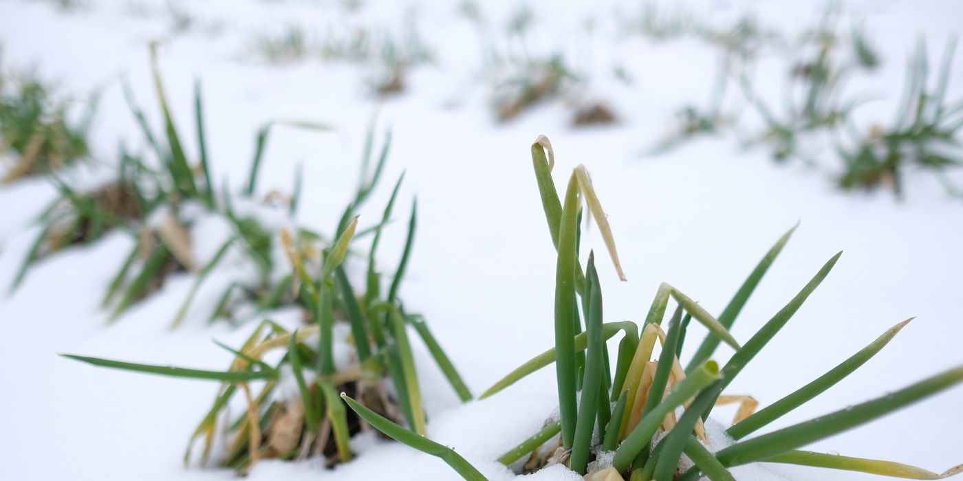 Winter Garden Care: Protect Plants Without Snow