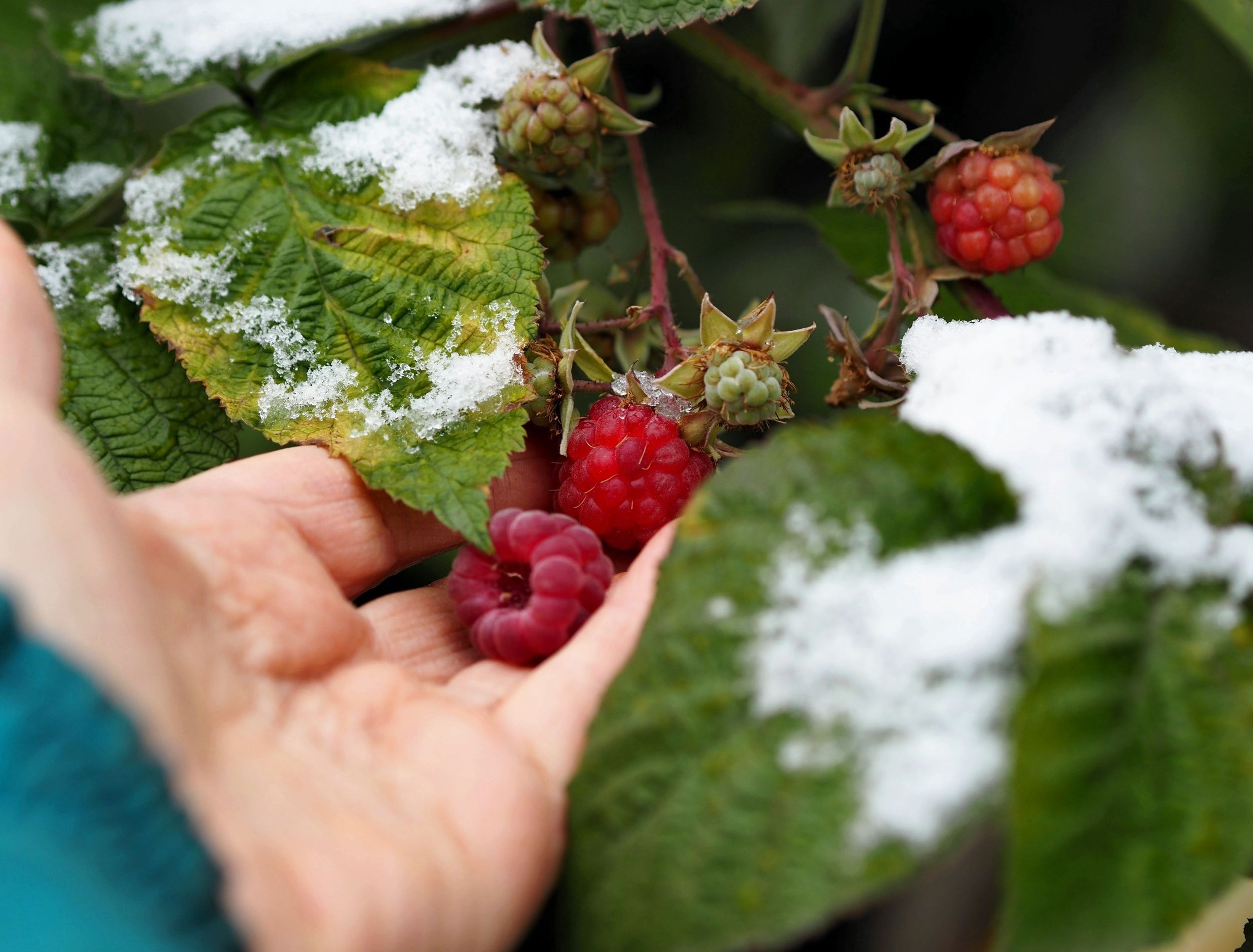 Winter Wonders: Growing Cold-Hardy Fruits in the Chill