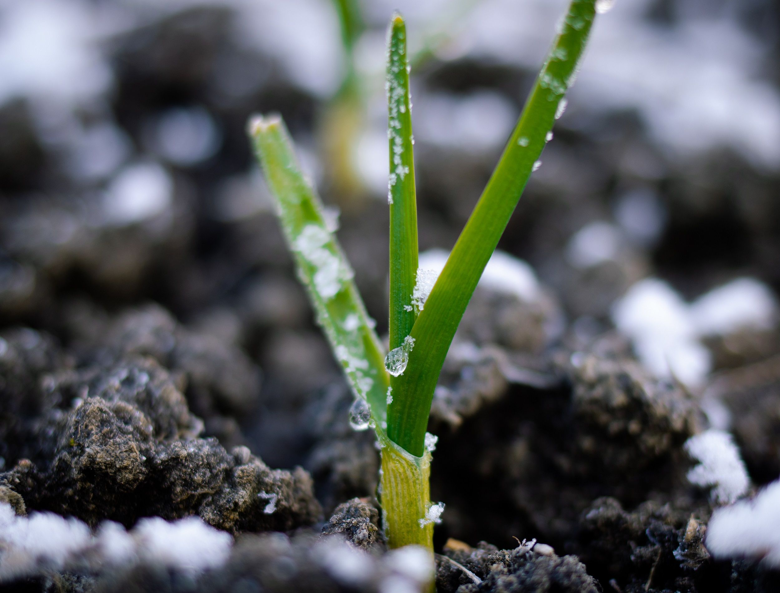 Which Winter Veggies Can You Grow in December?