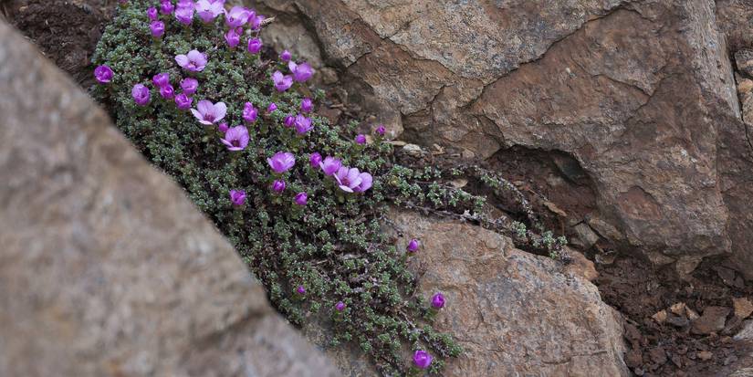 Arctic Plants: 5 Tough Plants That Call the North Pole Home