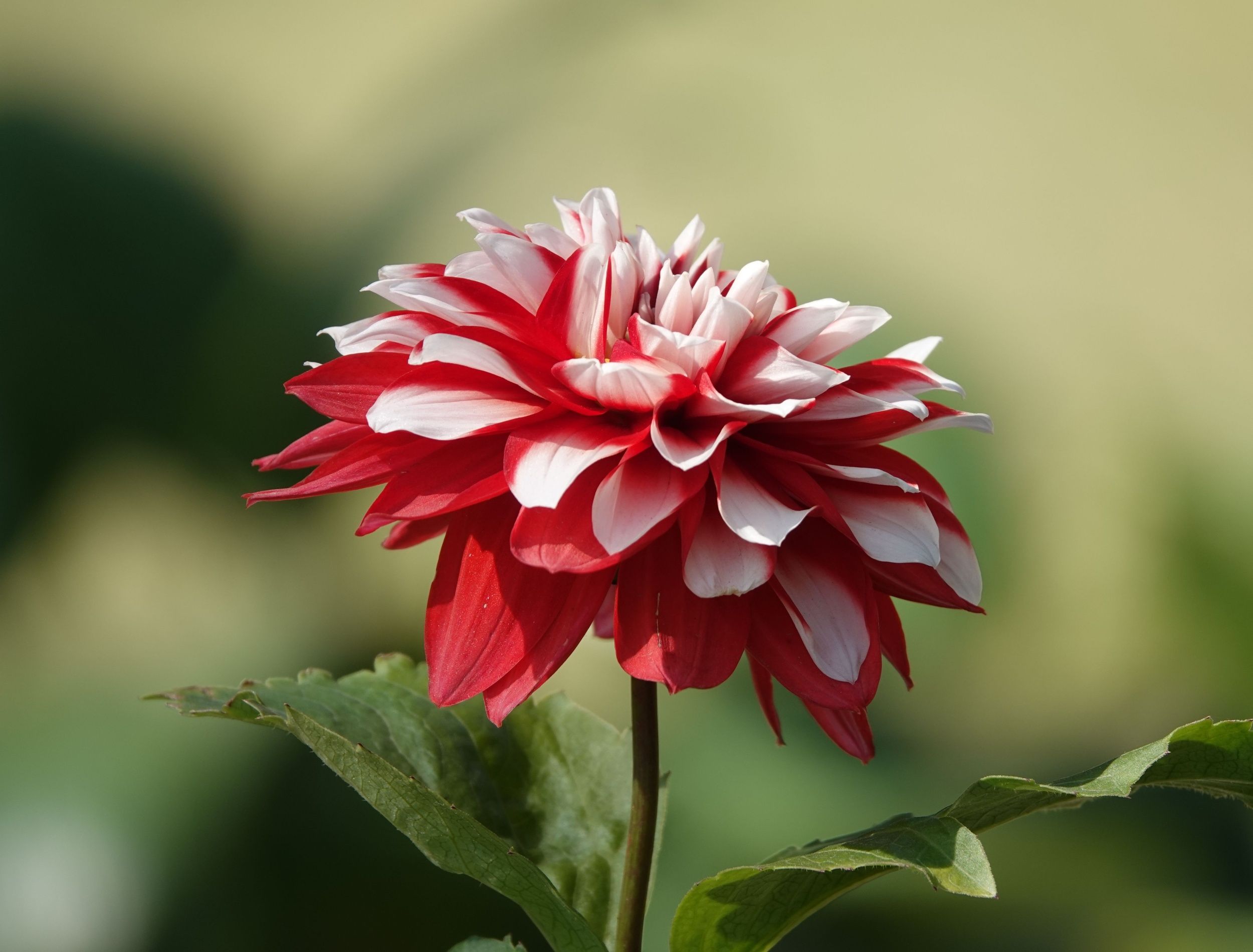 5 Beautiful Flowers Named After Santa Claus