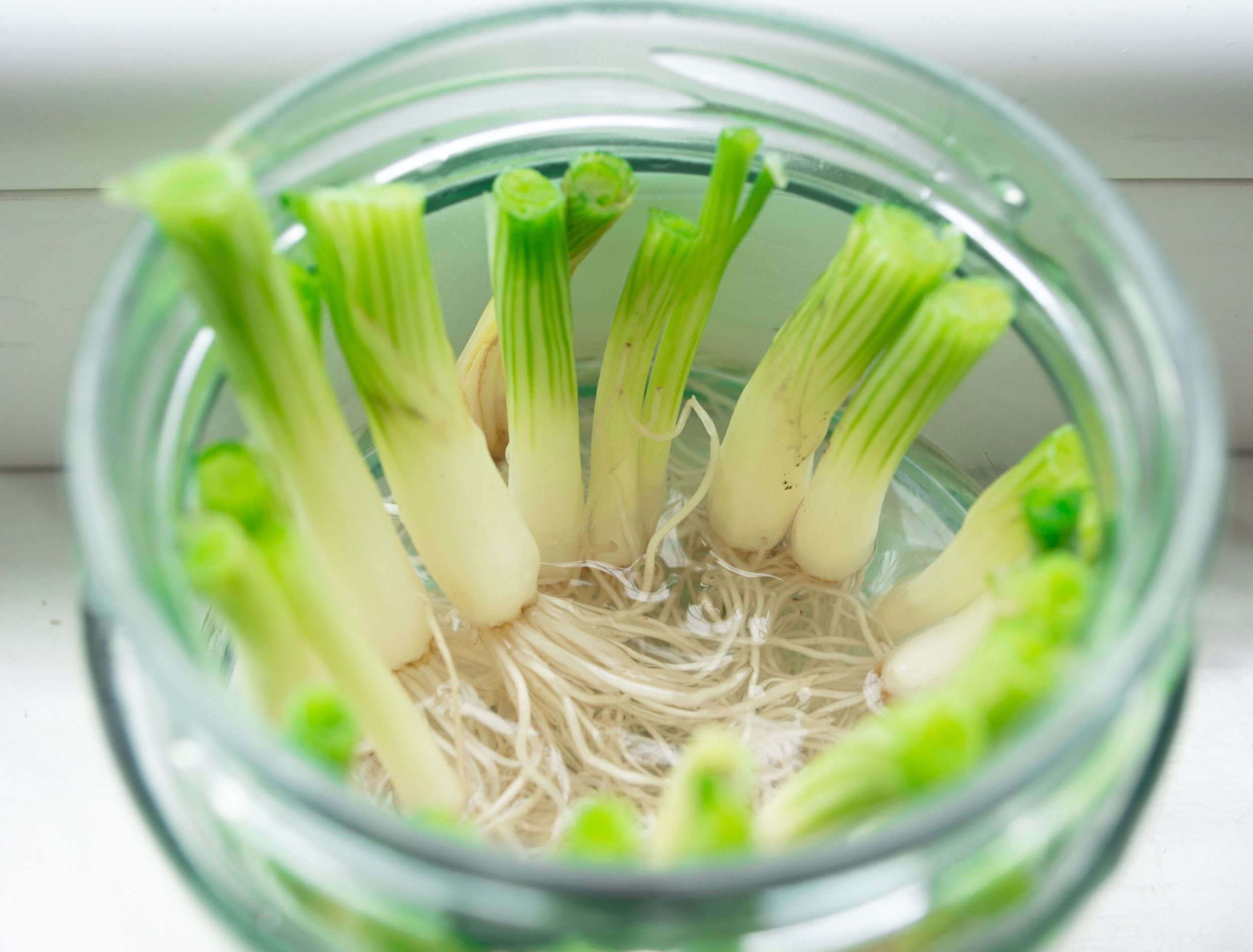 Grow Fresh Flavors at Home: 5 Edible Plants That Thrive in Water