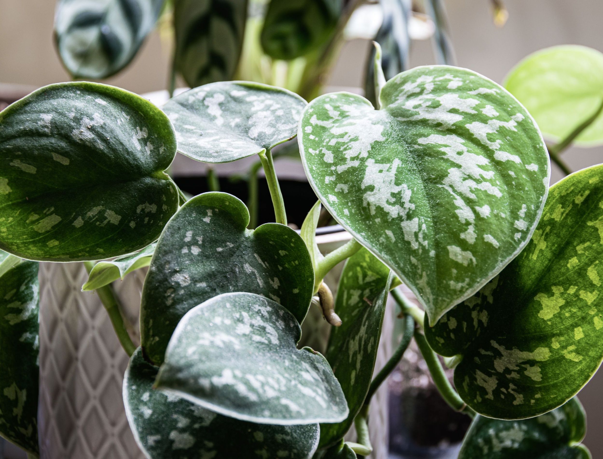 18 of the Absolute Best Winter Melon Recipes to Try This Year