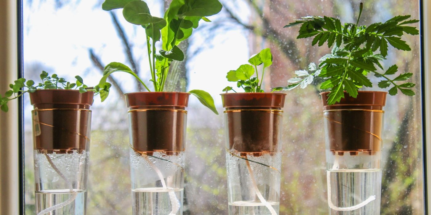 Transform Your Garden with These DIY Self Watering Plant System Ideas