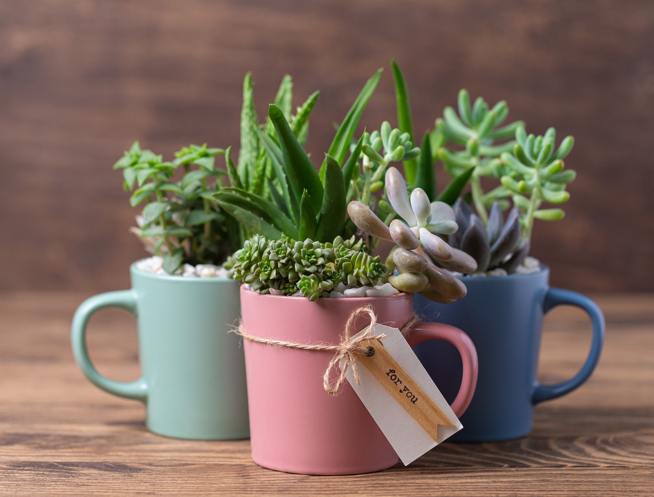 Ultimate Christmas Gifts for Green Thumbs