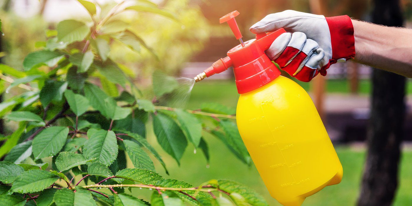 Becoming a Gardening Expert: A 6-Month Guide