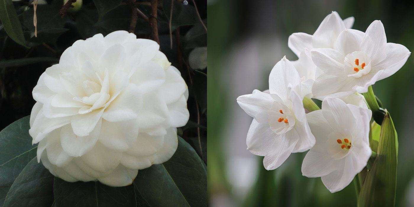 Enhance Your Winter Landscape With Pretty Snow Flowers