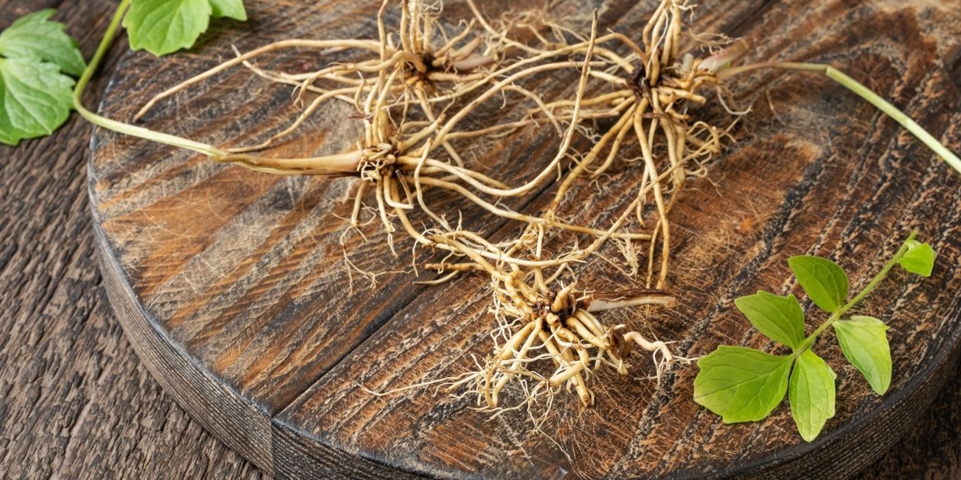 The Power of Plants: Natural Remedies for a Better Night’s Sleep