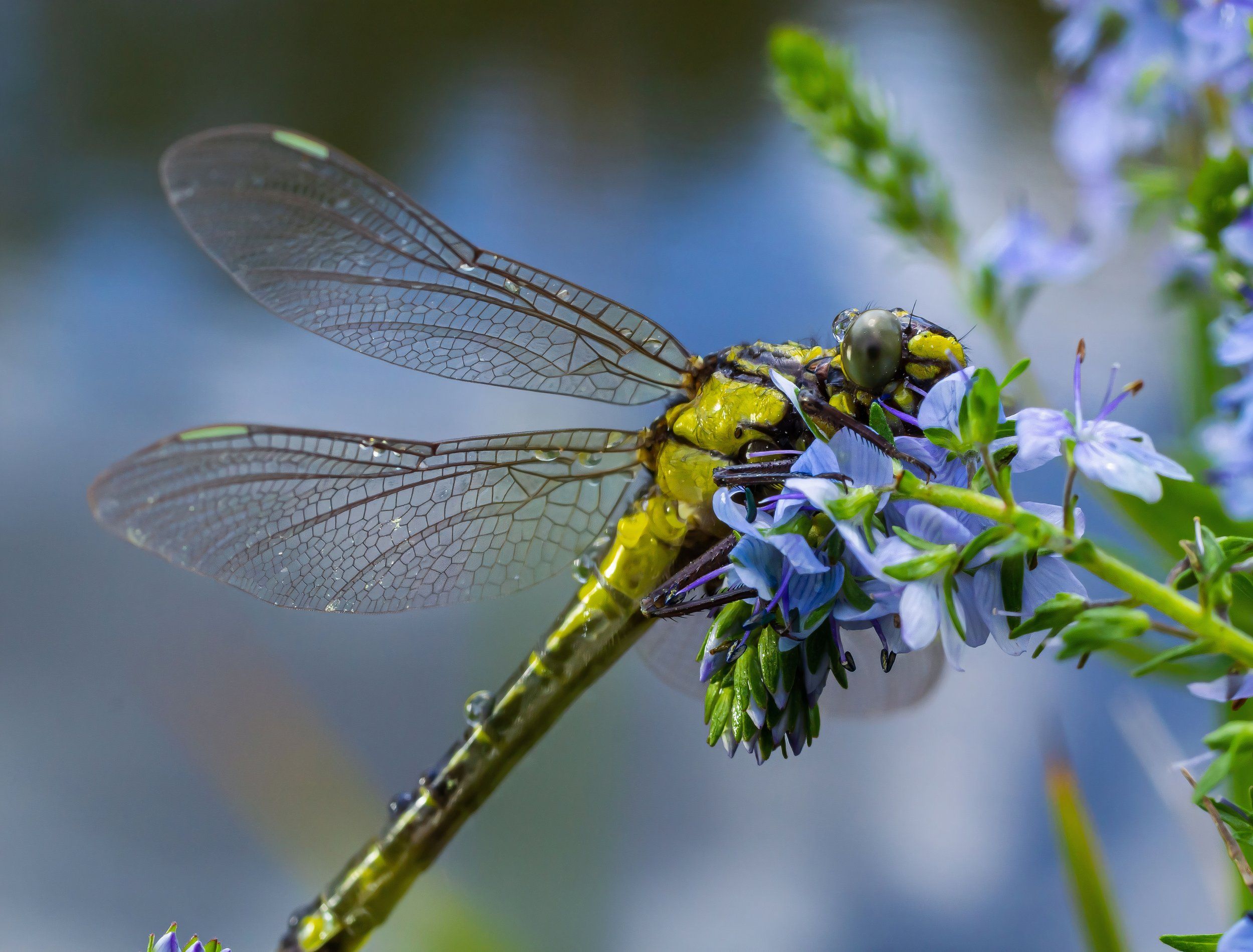 7 Insects to Leave Alone for a Healthy Garden
