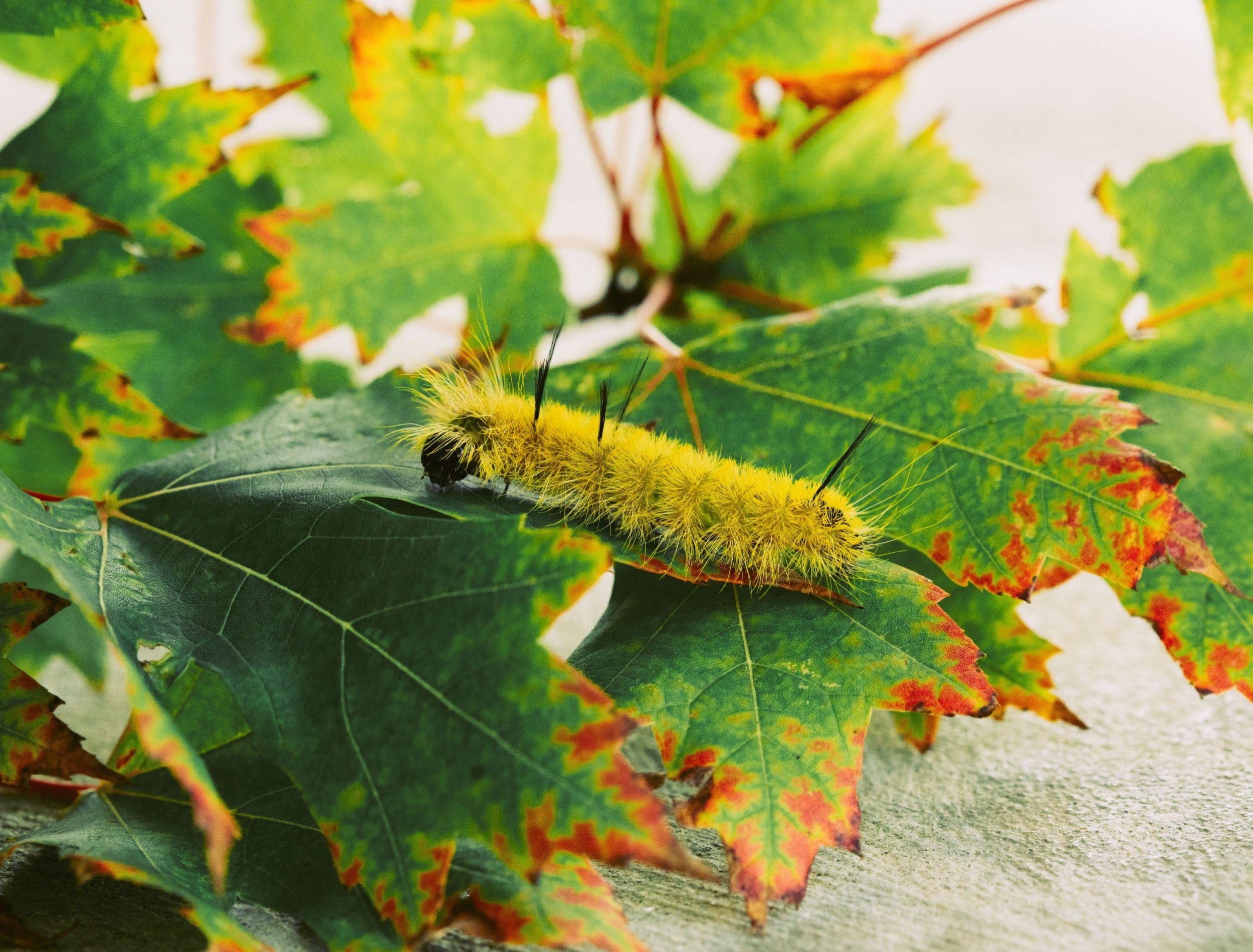 5 of the Weirdest Insects That May Live in Your Backyard