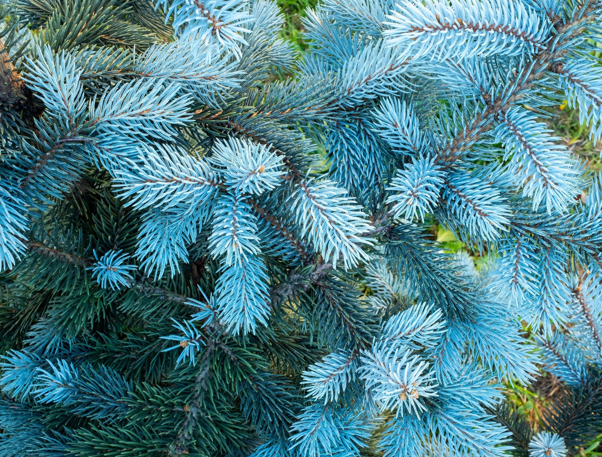 Spruce Trees: Use 5 Types of Trees to Bring Color to Your Space