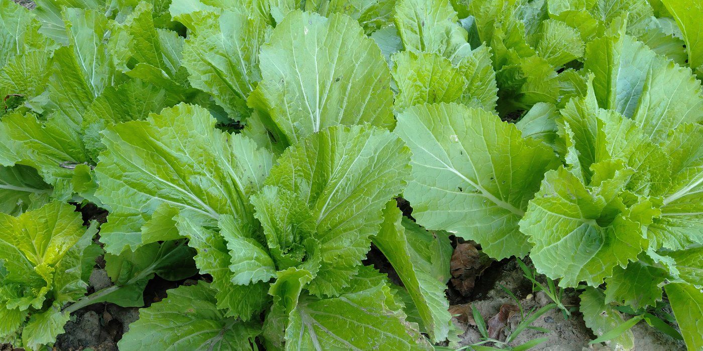 Mustard Greens Health Benefits 6 Benefits Of Mustard Greens,