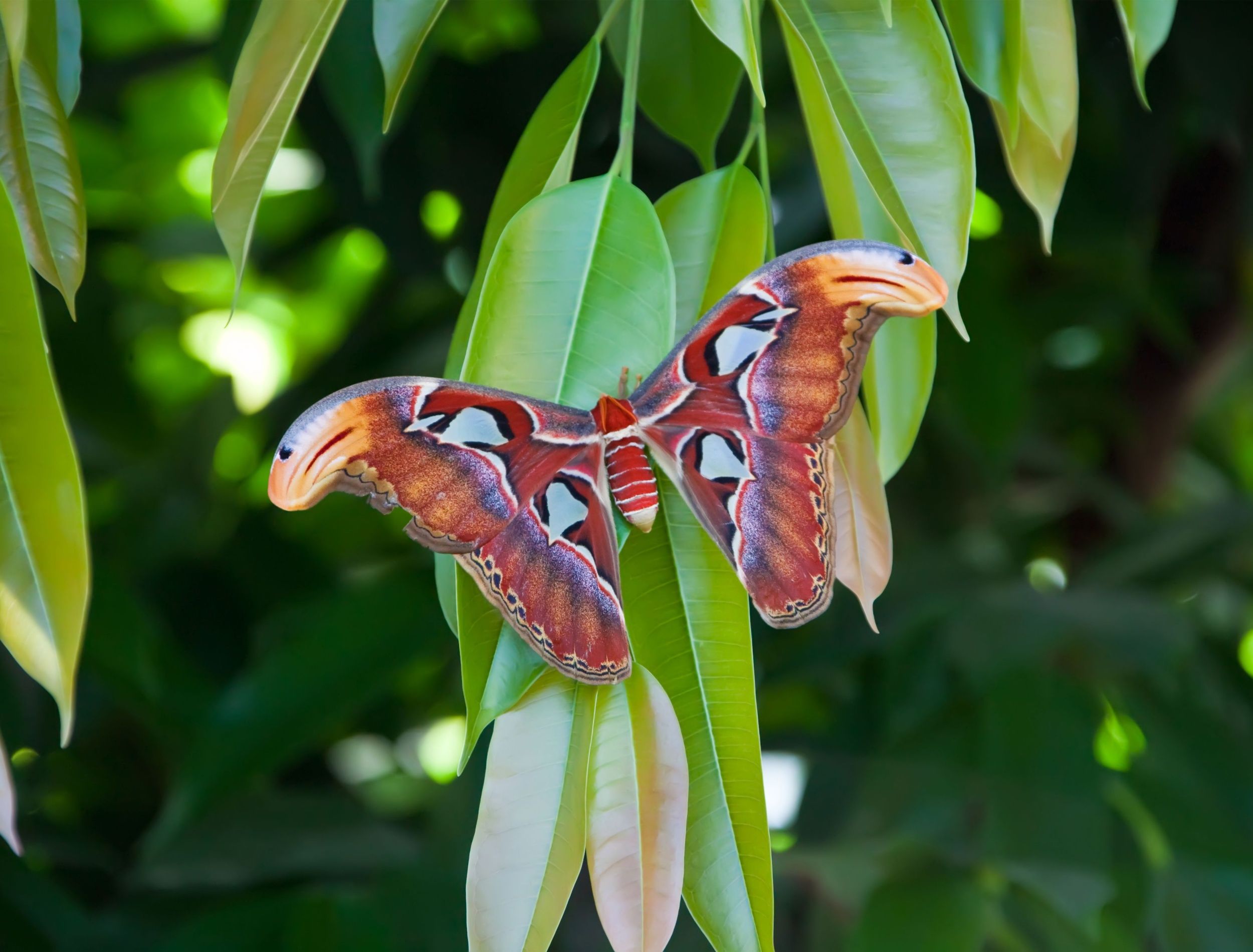 Gardening | BackyardBoss
