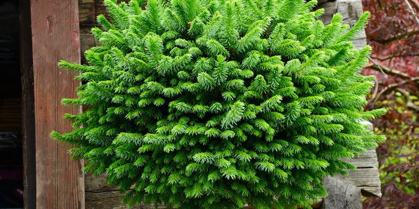 Spruce Trees: Use 5 Types of Trees to Bring Color to Your Space