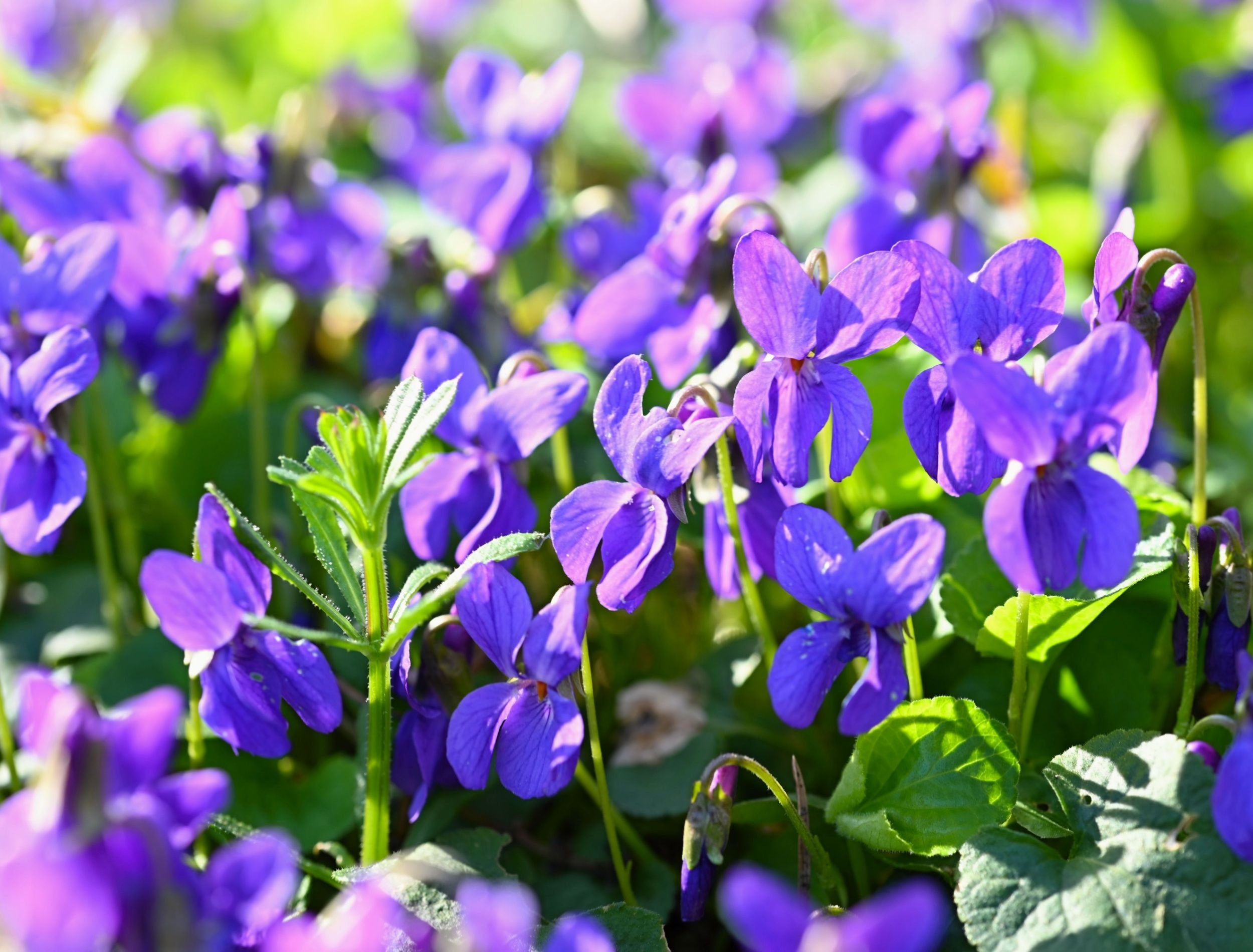 February Birth Flowers: Meaning and Care for Violets & Primroses