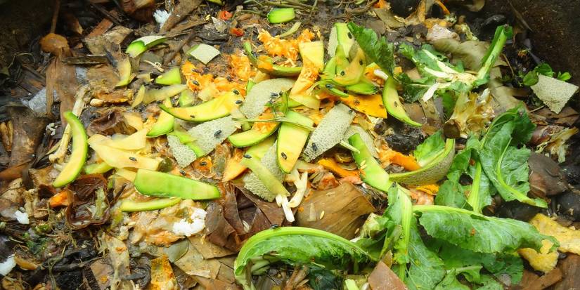 7 Sneaky Pests That Could Be in Your Compost